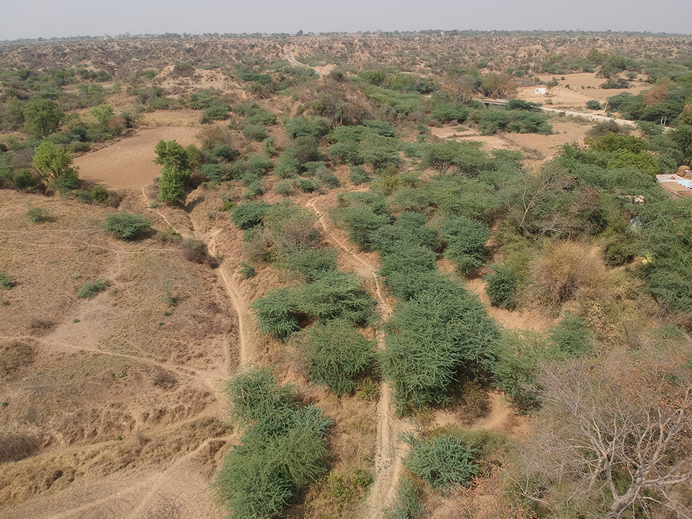 Tracing the Great Salt Hedge — Aisling O'Carroll